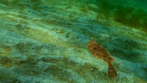 European Flounder Platichthys Flesus Luscus Floats Stock Footage Video ...