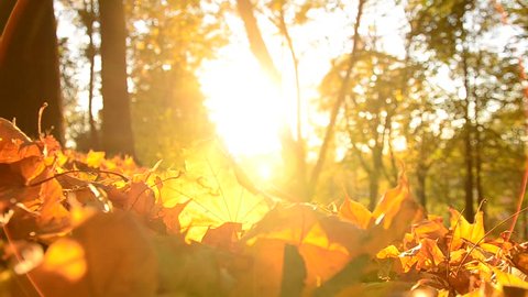 Beautiful Autumn Landscape Yellow Trees Sun Stock Photo (Edit Now ...