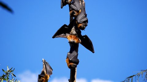 Giant Flying Fox Bats Australian Wildlife Stock Footage Video (100% ...