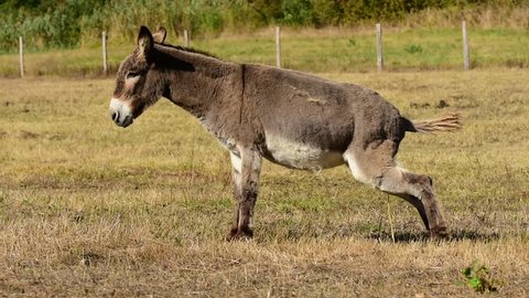 Donkey Who Urine Sunset Stock Footage Video (100% Royalty-free ...