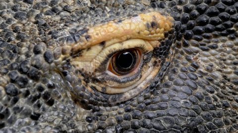 Komodo Dragon Varanus Komodoensis Eye Stock Footage Video (100% Royalty ...