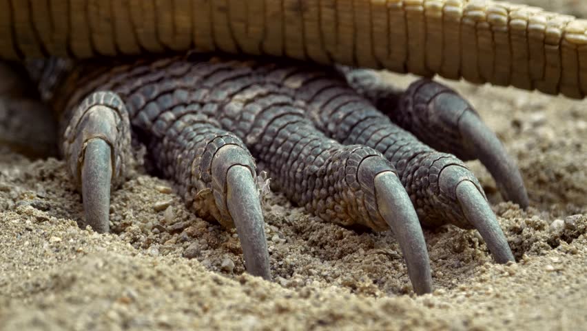 Monster Skin Texture Stock Video Footage - 4K and HD Video Clips ...