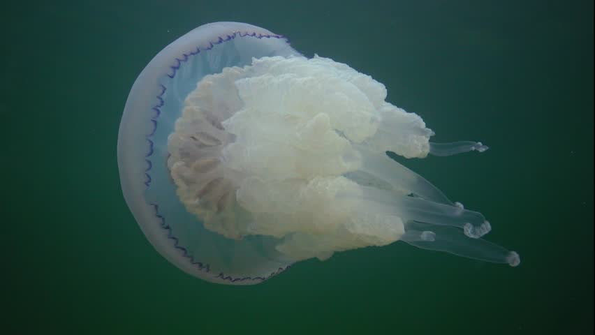 barrel jellyfish floating in the thickness of the sea water, Rhizostoma ...