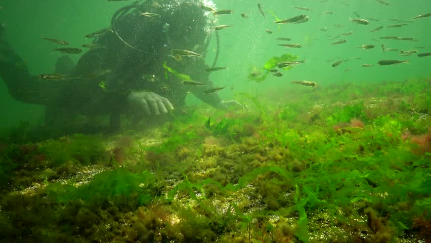 rabbitfish grazing on seagrass shallow water Stock Footage Video (100% ...