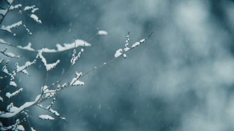 Falling Snow Tree Branches Sway Strong Stock Footage Video (100% ...