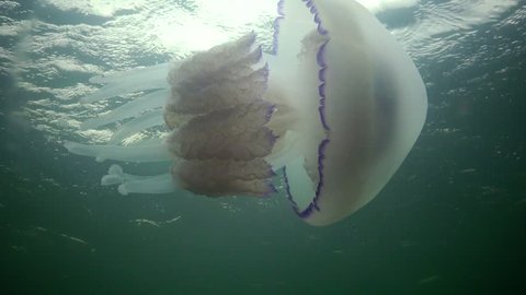 Lobonema Smithii Jellyfish Stock Footage Video (100% Royalty-free ...