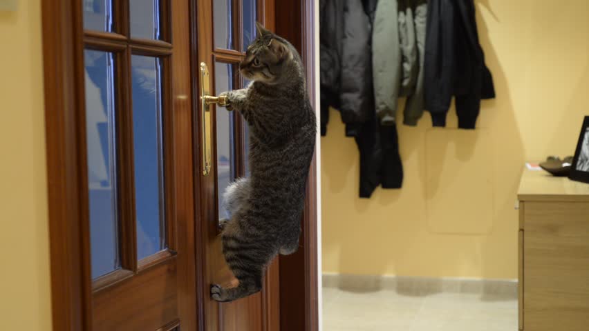 cat trying open door home Stock Footage Video (100% Royalty-free ...