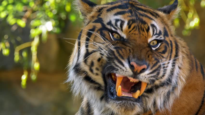 Free tiger Stock Video Footage - Royalty Free Video Download | Coverr