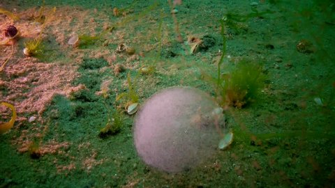 Mucous Balls Eggs Sea Worm Underwater Stock Footage Video (100% Royalty ...
