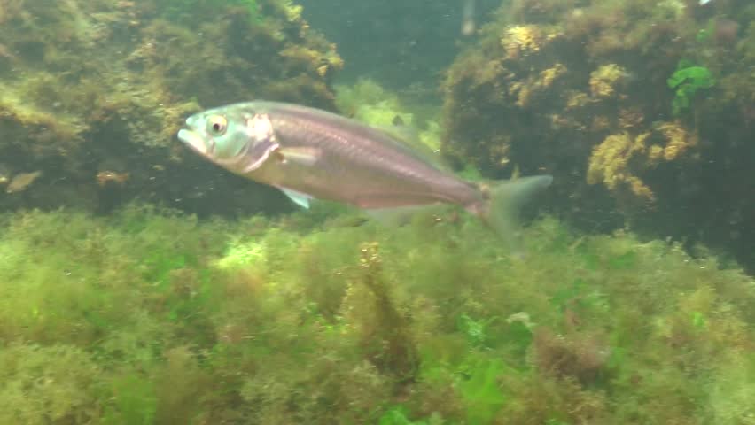 bluefish pomatomus saltatrix predatory fish black Stock Footage Video ...