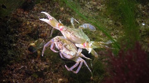 Reproduction Crabs Liocarcinus Holsatus Male Female Stock Footage Video ...