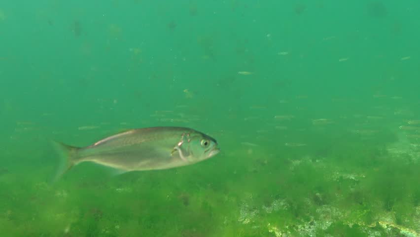 bluefish pomatomus saltatrix predatory fish black Stock Footage Video ...