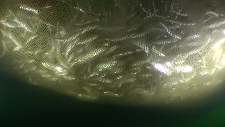 fishing nets full caught fish underwater Stock Footage Video (100% ...