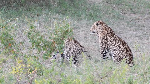 Male Female Leopard Mating Love Making Stock Footage Video (100% ...