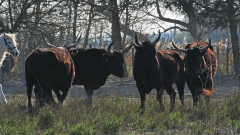 Camargue Bulls Bos Taurus Camargue Gard Stock Footage Video (100% ...