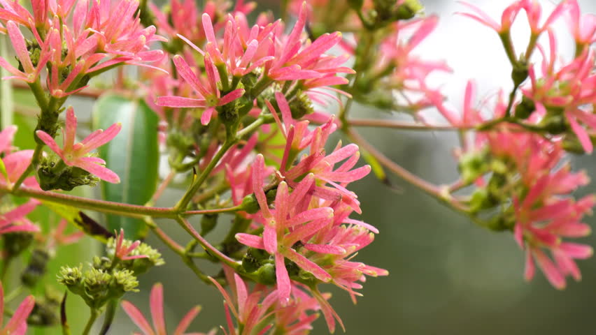 Seven-son Flower Tree, Heptacodium Miconioides, Stock Footage Video ...