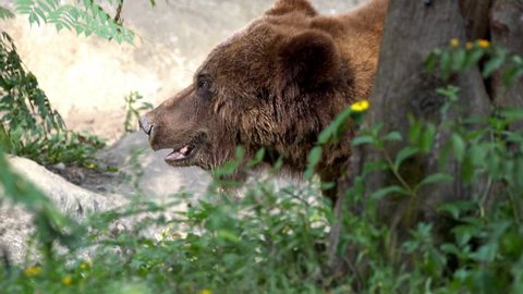 North American Beaver Castor Canadensis Yawning Stock Photo 83876899 ...