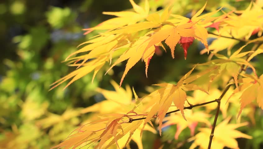 Beautiful Autumn Leaves in Japan Stock Footage Video (100% Royalty-free ...