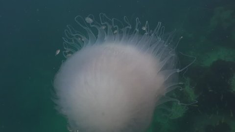 Lobonema Smithii Jellyfish Stock Footage Video (100% Royalty-free ...