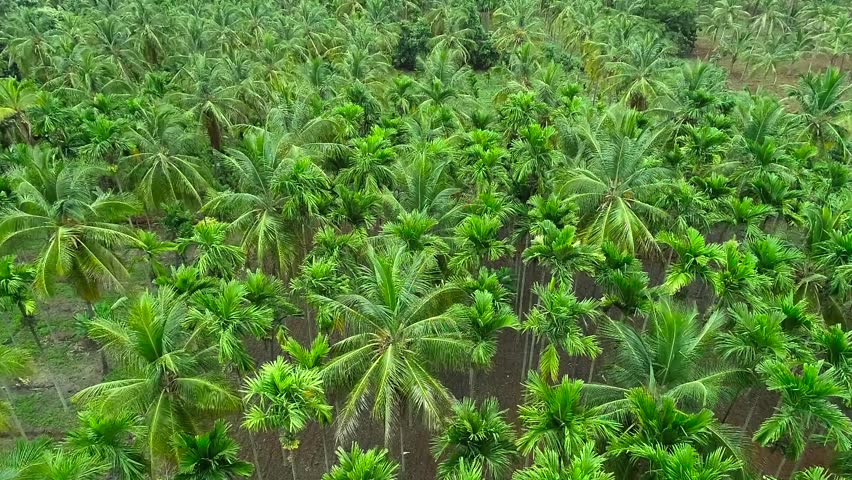 aerial view farm showing coconut arecanut Stock Footage Video (100% ...