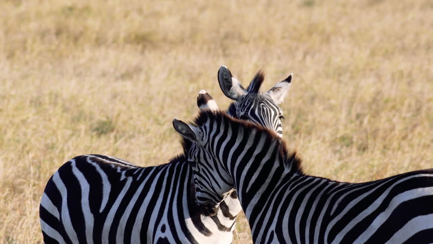 two zebras kissing making love each Stock Footage Video (100% Royalty ...