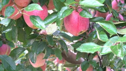 Bloody Ploughman Red Apple On Tree Stock Photo 1451284988 | Shutterstock