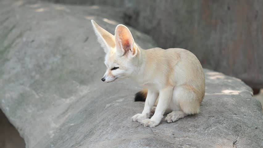 portrait cute fennec fox sitting on Stock Footage Video (100% Royalty ...