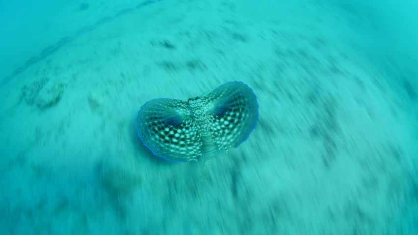 Flying Gurnard Underwater Open Wings Stock Footage Video (100% Royalty ...