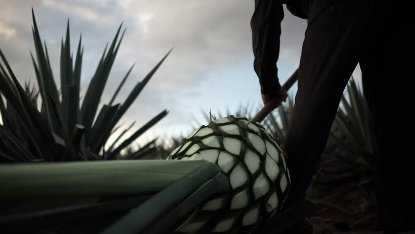 Jimador Harvesting Agave Plant Field Highlands Stock Footage Video (100 ...