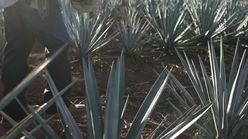 agave field plant mexico highlands jalisco Stock Footage Video (100% ...