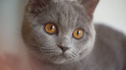 Muzzle Gray Fluffy Cat British Breed Stock Footage Video (100% Royalty ...