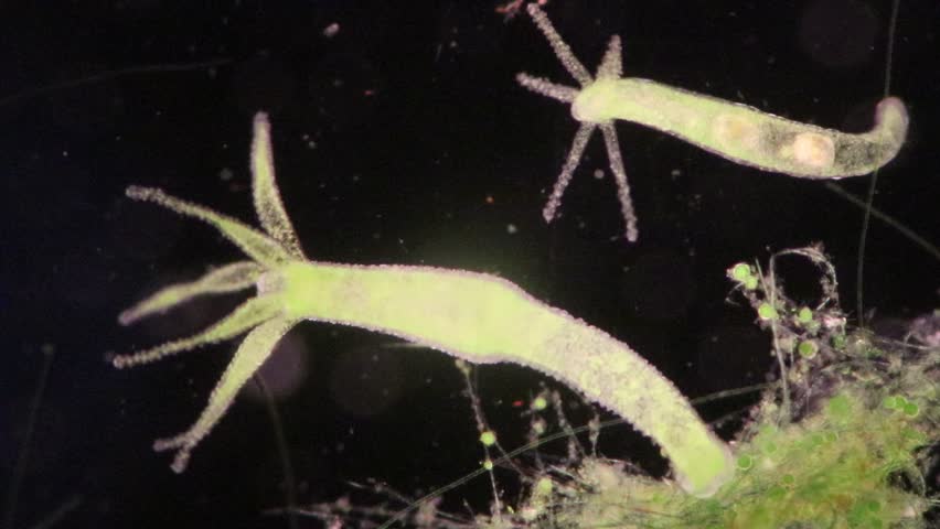 hydra genus small fresh-water animals phylum Stock Footage Video (100% ...