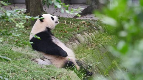 Giant Panda Sit Breathe Look Like Stock Footage Video (100% Royalty ...