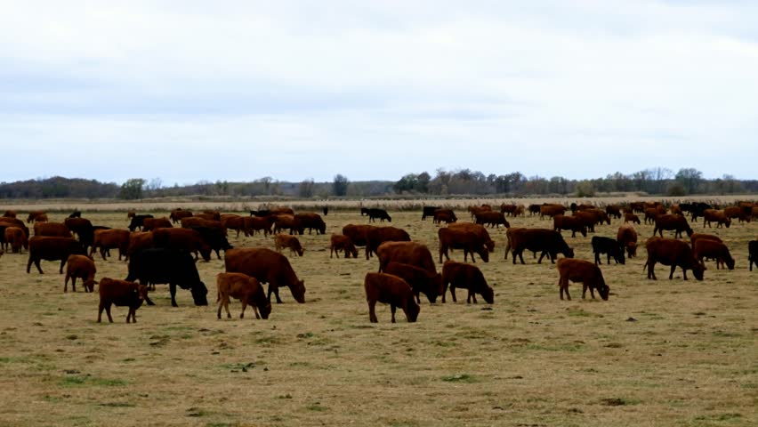 large herd beef cattle grazing pasture Stock Footage Video (100% ...