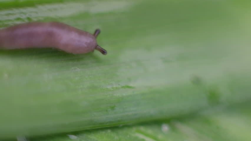 Slug Slowly Moving Across Wet Stock Footage Video (100% Royalty-free ...