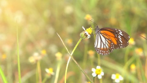 butterfly flying concept slow motion fly Stock Footage Video (100% ...