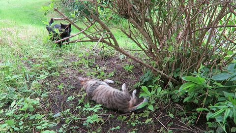 Two Cats Mating Cat Heat Stock Footage Video (100% Royalty-free ...