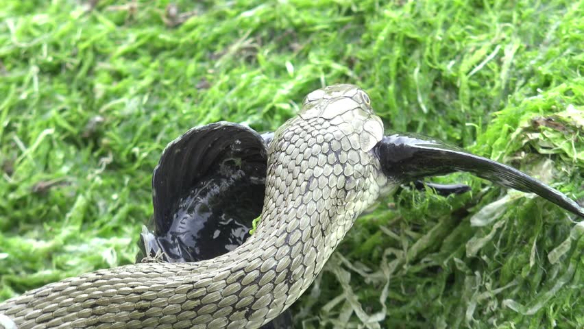 Snake River Natrix Reptile Head Stock Footage Video (100% Royalty-free ...