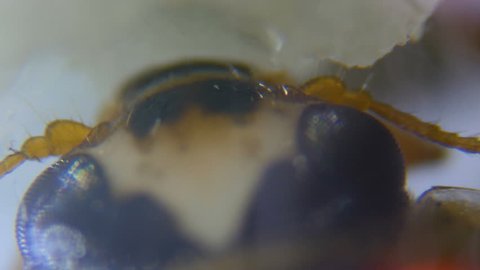 Ladybug Eats Honey Under Microscope Stock Footage Video (100% Royalty ...