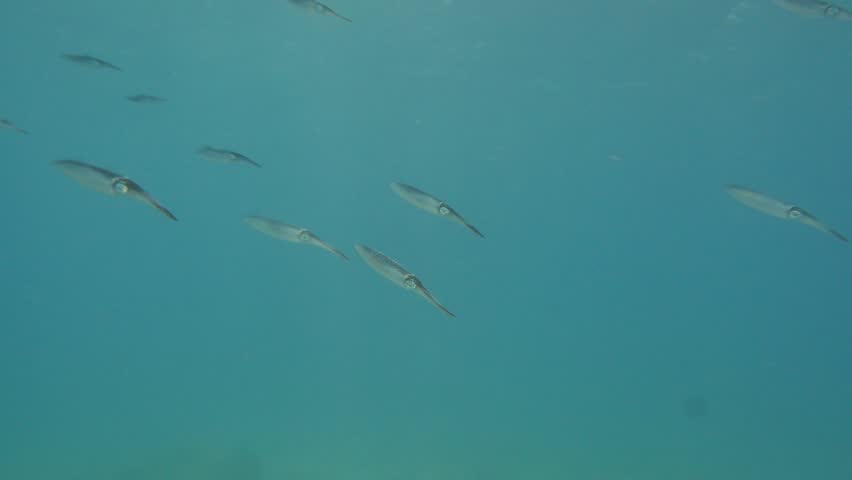 squid school underwater swim together Stock Footage Video (100% Royalty ...