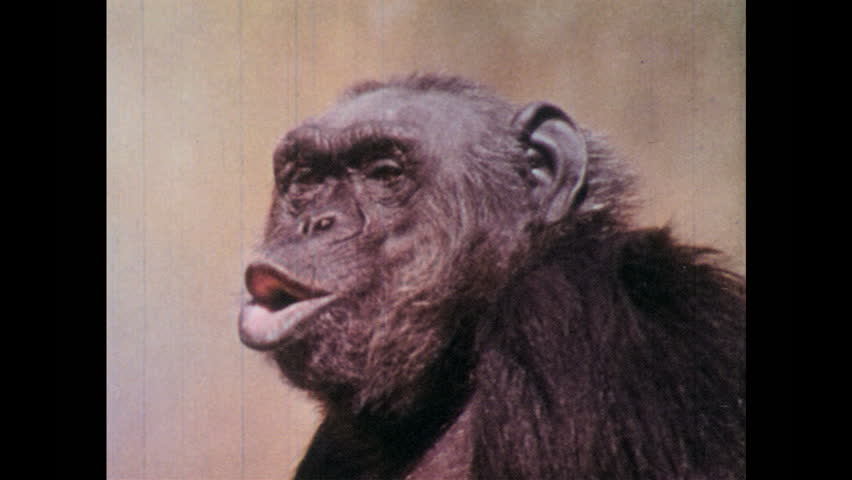 1970s chimp scratches his forehead purses Stock Footage Video (100% ...