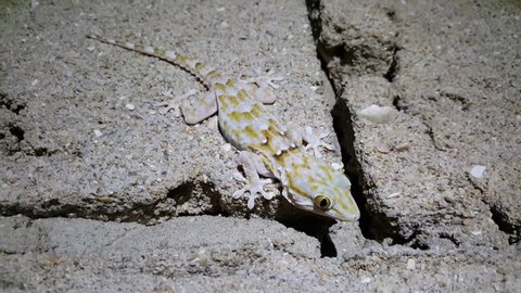 Lesser Night Gecko Runs Away Western Stock Footage Video (100% Royalty ...