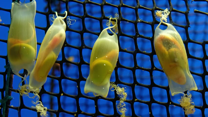 Underwater sea creatures fish embryo Stock Video Footage - 4K and HD ...