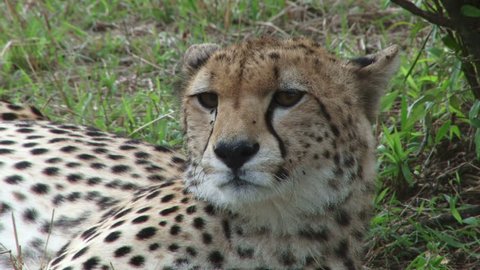 Close Face Cheetah Showing Tear Marks Stock Footage Video (100% Royalty ...