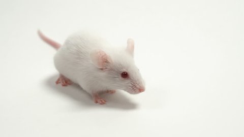 White Laboratory Mouse Albino Used Scientific Stock Footage Video (100% ...