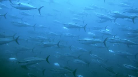 School Black Jack Fish Caranx Lugubris Stock Footage Video (100% ...