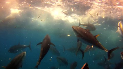 Swarm Bluefin Tuna Fed Tonnara Fish Stock Footage Video (100% Royalty ...