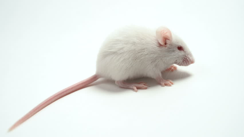 White Lab Mouse Albino Close-up, 스톡 동영상 비디오(100% 로열티 프리) 1019518030 ...