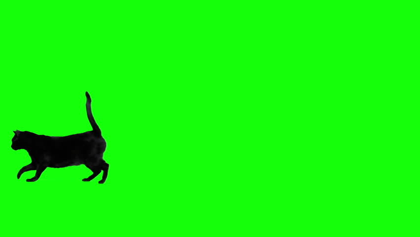 black cat jumping against green screen Stock Footage Video (100% ...