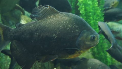 Tambaqui Colossoma Macropomum Black Pacu Blackfinned Stock Footage ...